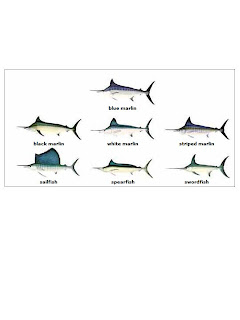gamefish: Billfish Species