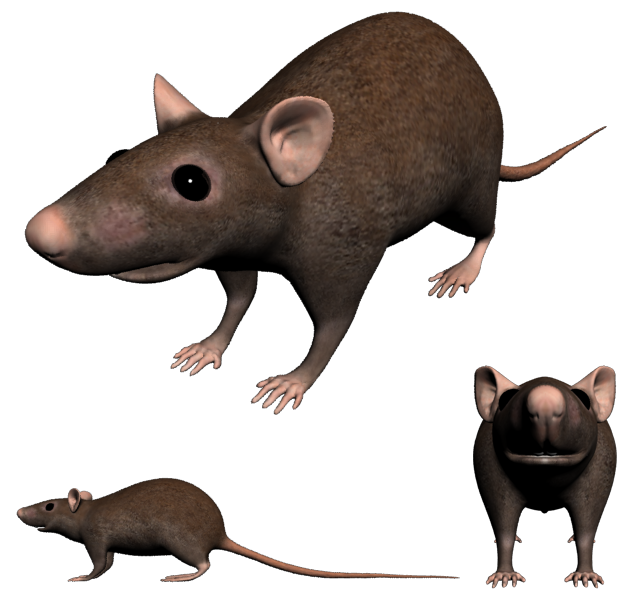 PEDRO ZANIN: Rato 3d