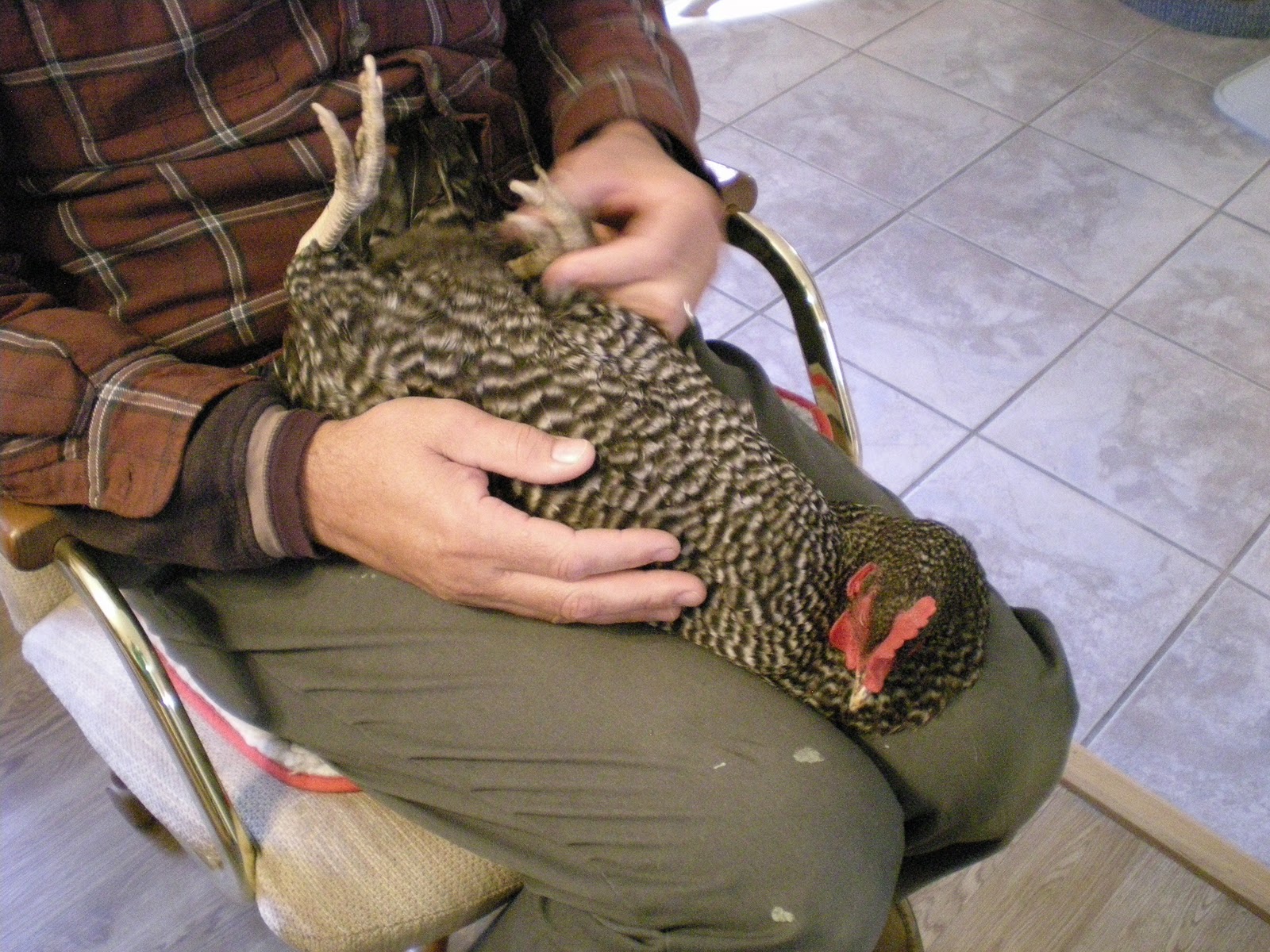 Rhymes With Vanilla: How to give a chicken eye drops...