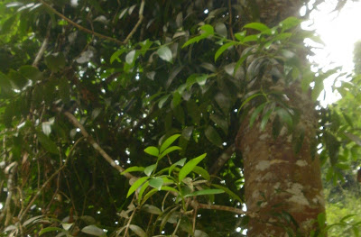 SENI RAHSIA ALAM: POKOK SENONG ( RAJA KAYU )