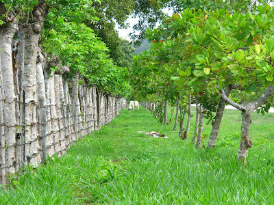 Tamarindo, Costa Rica Daily Photo: Living Fences