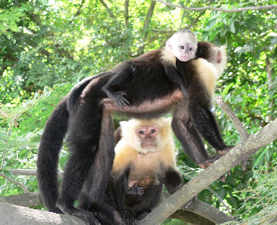Tamarindo, Costa Rica Daily Photo: White-faced Capuchin monkey family