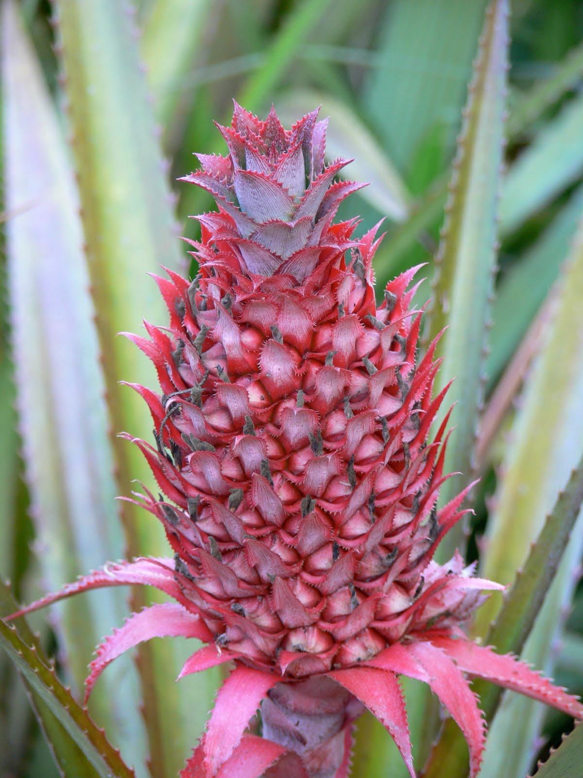 Tamarindo, Costa Rica Daily Photo: Pinuela