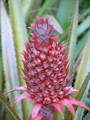 Tamarindo, Costa Rica Daily Photo: Pinuela
