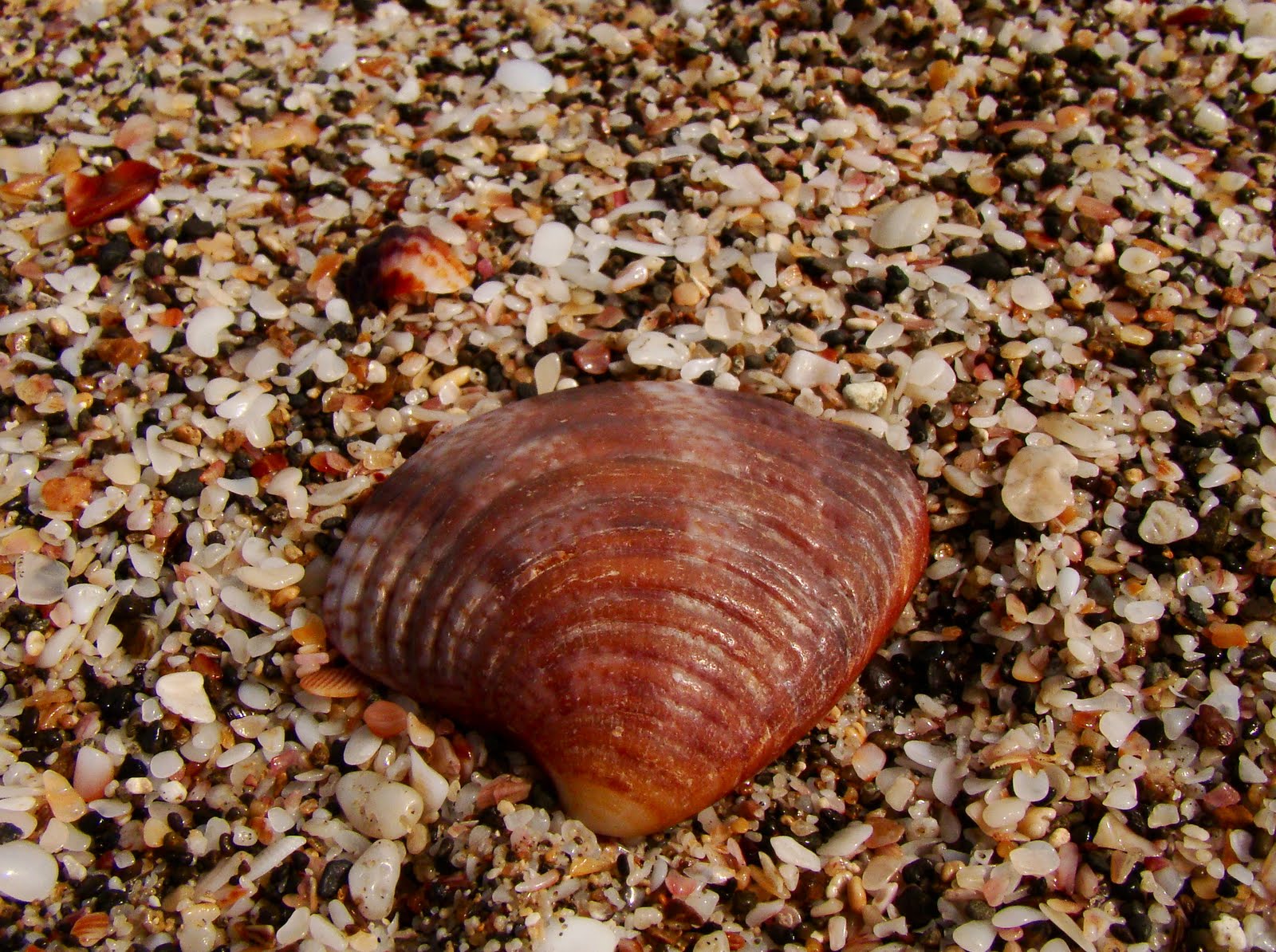 Tamarindo, Costa Rica Daily Photo: Shell