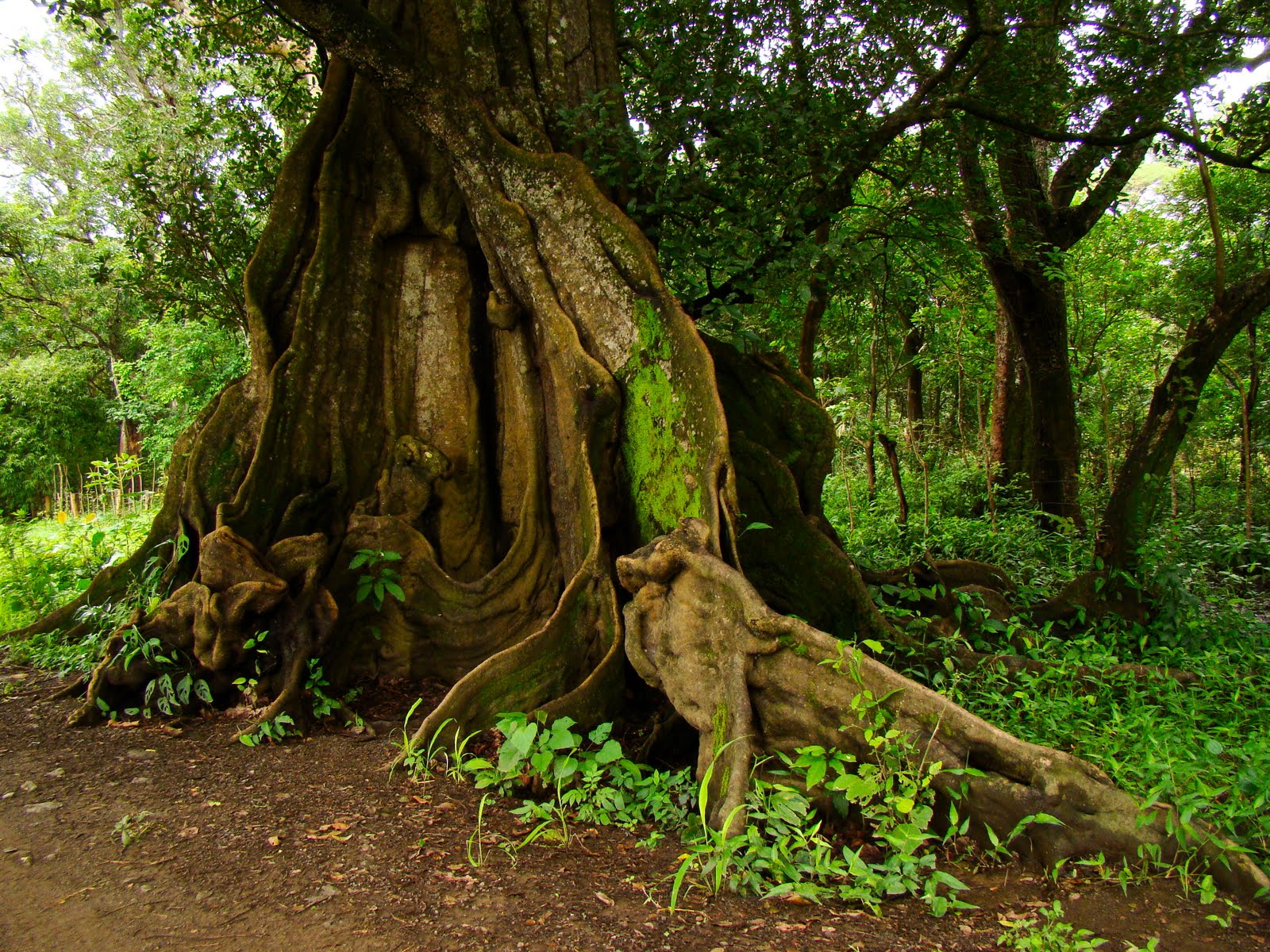 Tamarindo, Costa Rica Daily Photo: Flying buttress trunk