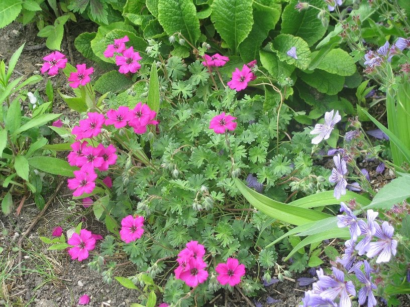 Le Jardin de Vérone: Geranium cinereum " Signal