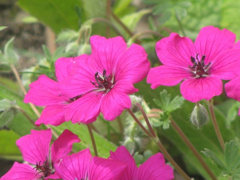 Le Jardin de Vérone: Geranium cinereum " Signal