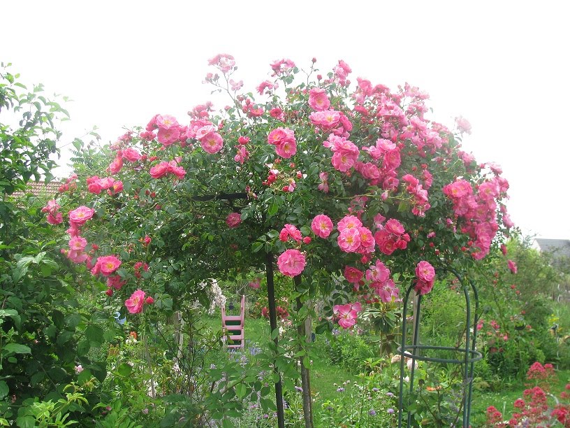 Le Jardin de Vérone: Rosier Tige ' Rose