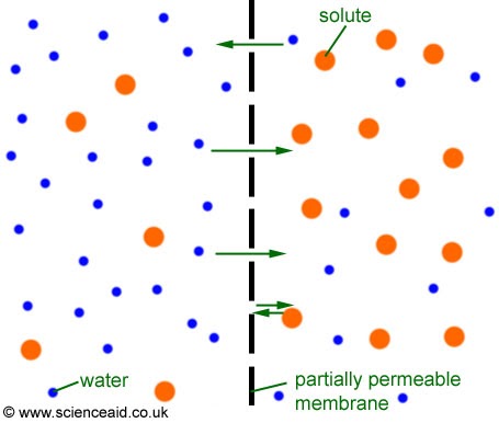 Weighty Matters: Lose Weight by Osmosis