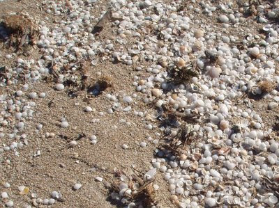 Vote for Pedro!: Spanish Shells