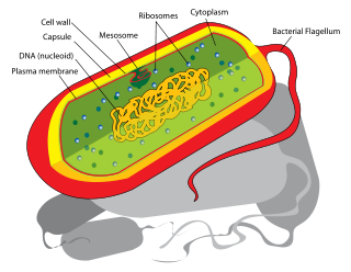 Cell Structure: Structure of Prokaryotes