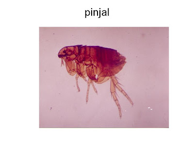 PARASITOLOGI KEDOKTERAN BLOGSPOT: PINJAL