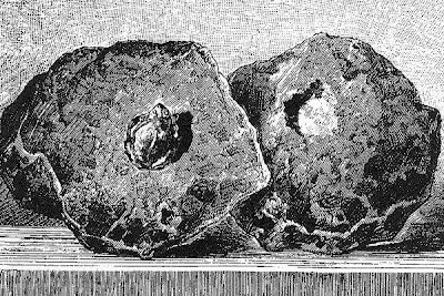 Quigley's Cabinet: Toads encased in stone