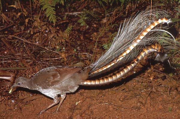 MudBay World Wonders: The Superb Lyrebird