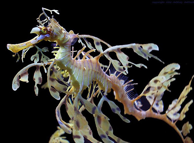 MudBay World Wonders: Sea Dragons