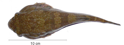 Eating Chilean: February 2010