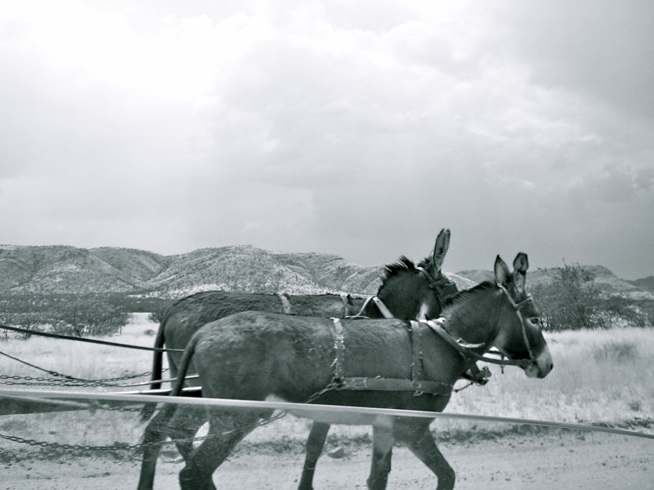 Animals on the Road: Donkey Carriage, Namibia