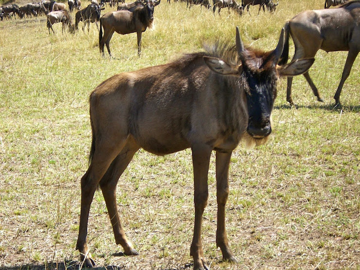 Animals on the Road: Gnus in Masai Mara NP
