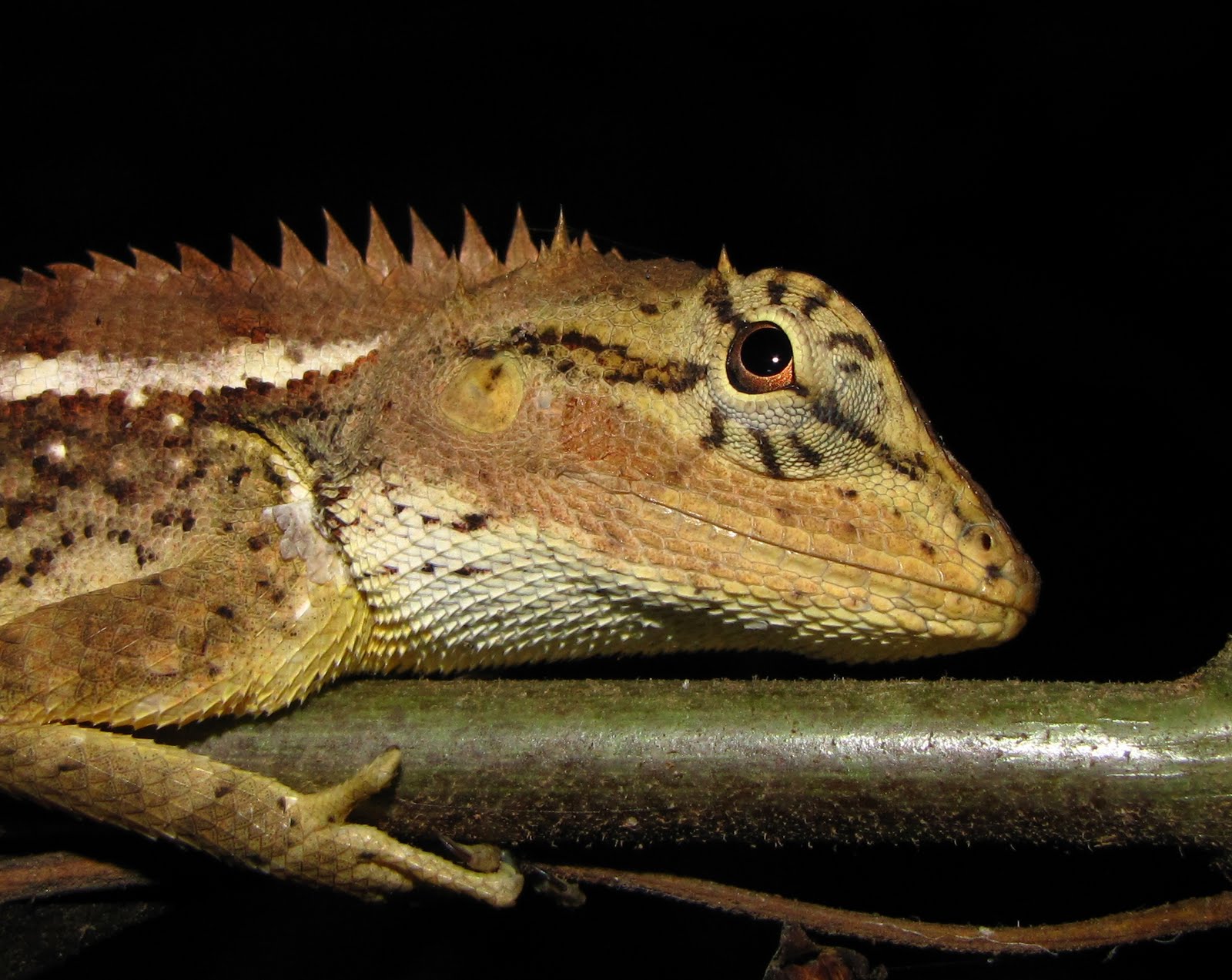 Agamid Lizard of Thailand: Calotes emma alticristatus