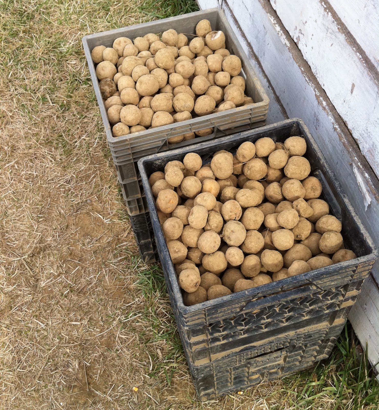 Ramseyer Farms Fall Fun Festival - Wooster, Ohio