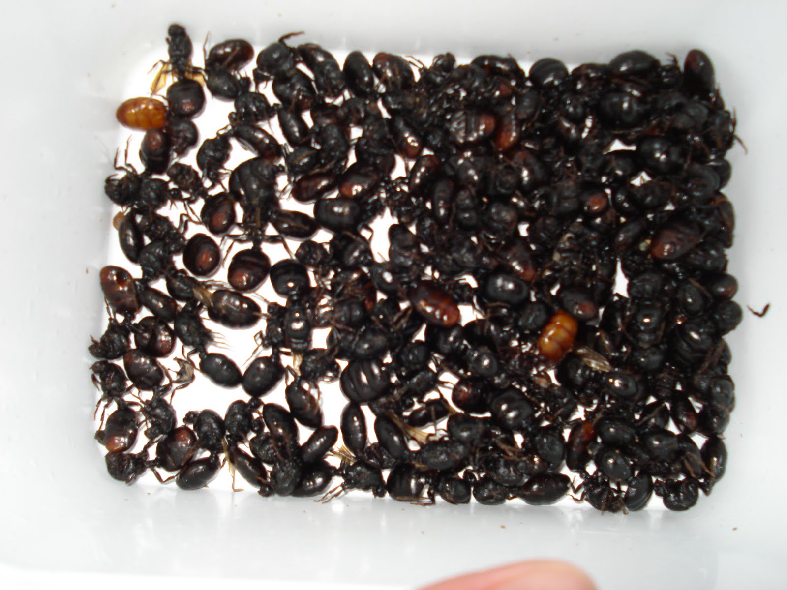 TEACHING IN MALAWI: How To Eat Giant Fried Flying Ants