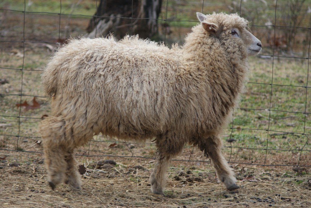 Diamond B Sheep Farm: Sarah's Sheep Farm Fiber Herd Ewes