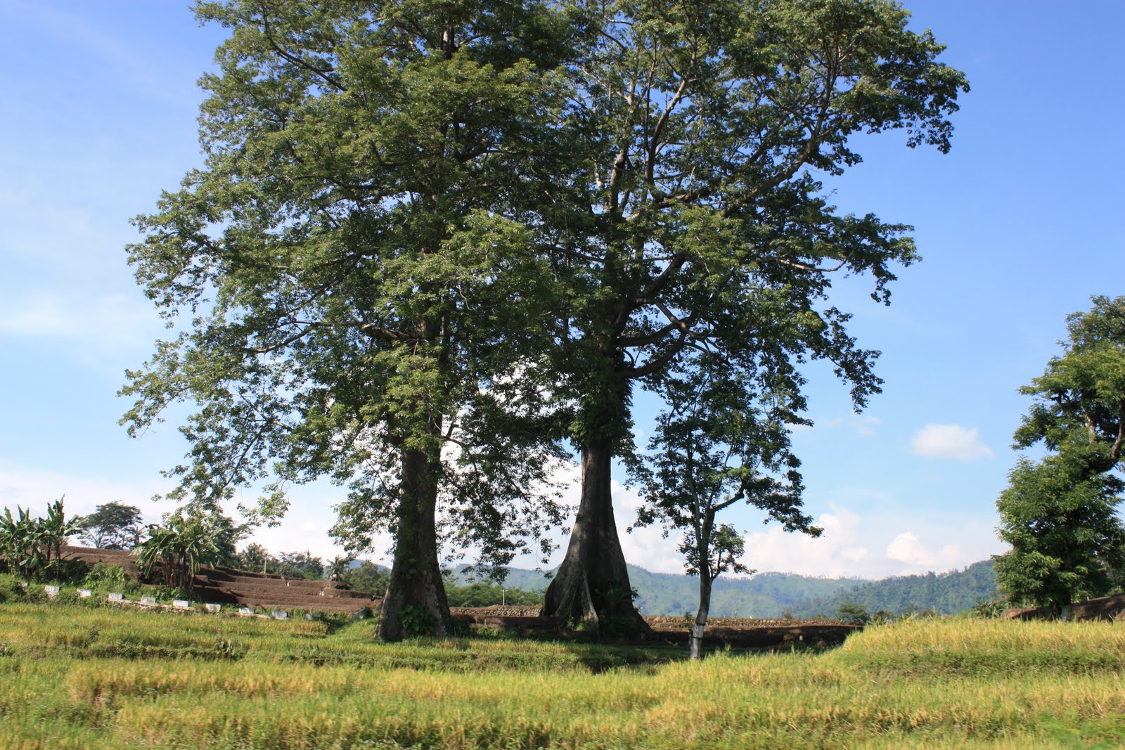 YULIATMOKO: Randu Dongkal