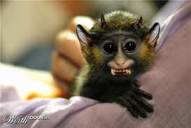 JessHopper's Blog: Vampire Monkeys