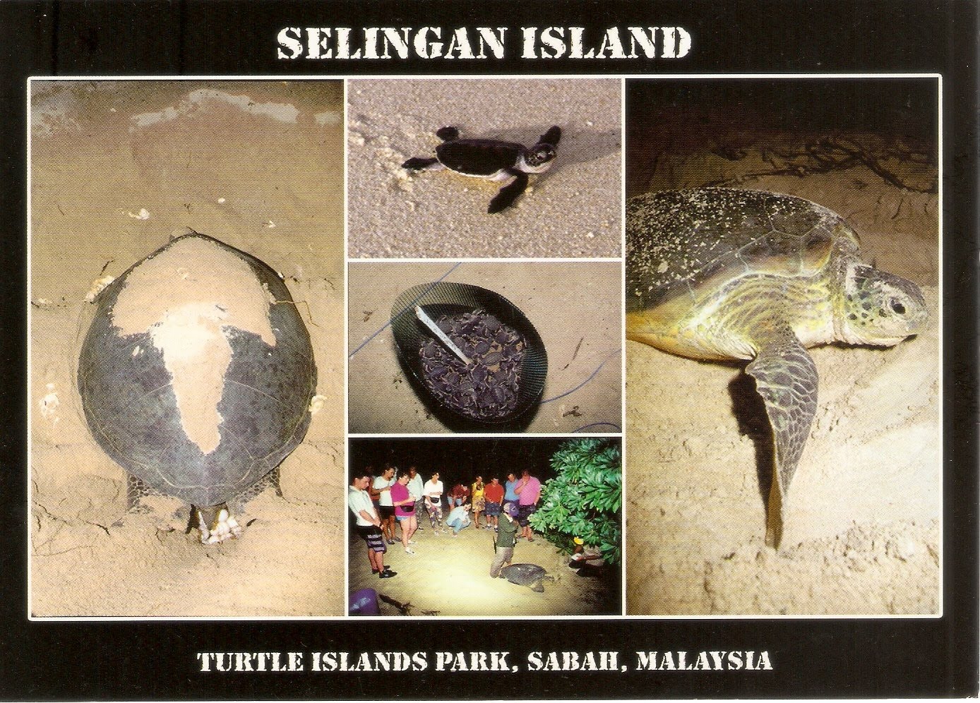 Postcard A La Carte 2: Malaysia - Sabah - Selingan Island - Turtle ...