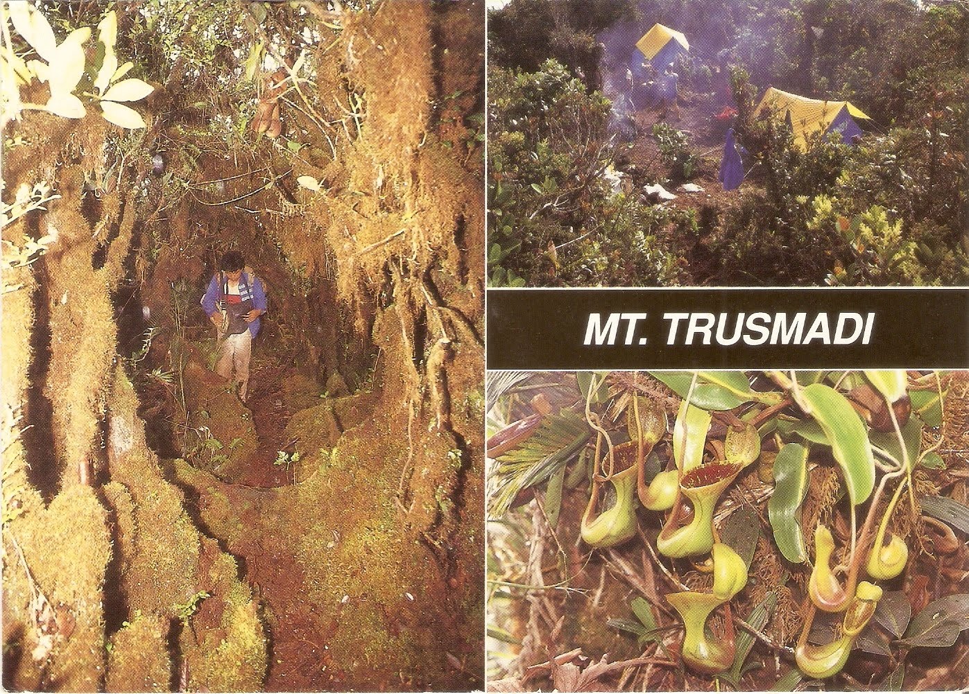 Postcard A La Carte 2: Malaysia - Sabah - Mount Trusmadi