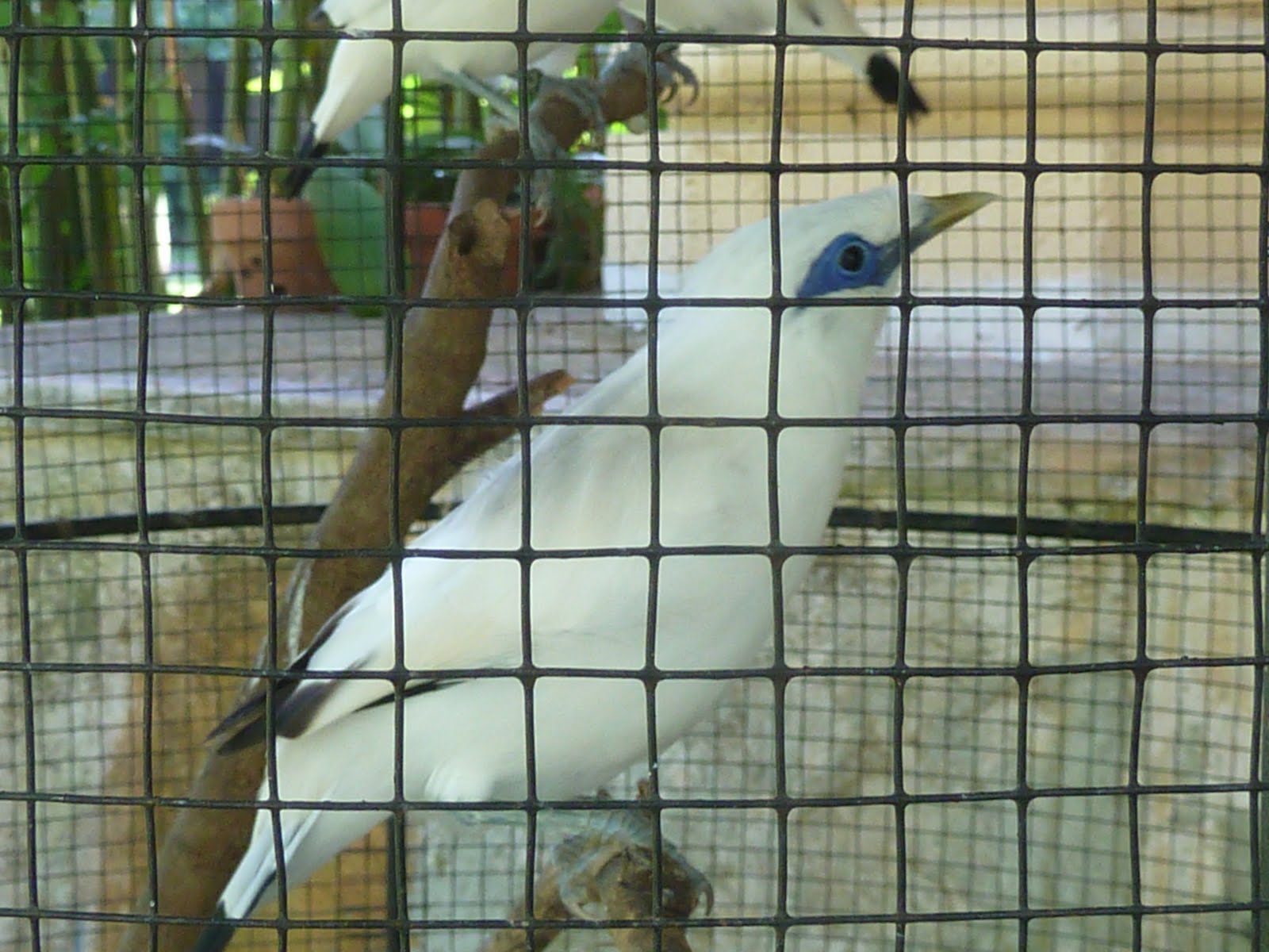 Much Ado About Us: The Antonio Blanco Renaissance Museum