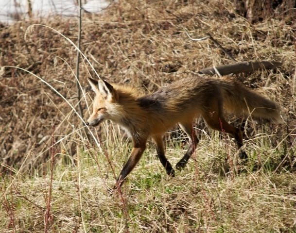Beth Groundwater: Wildlife Sightings in Breckenridge, CO