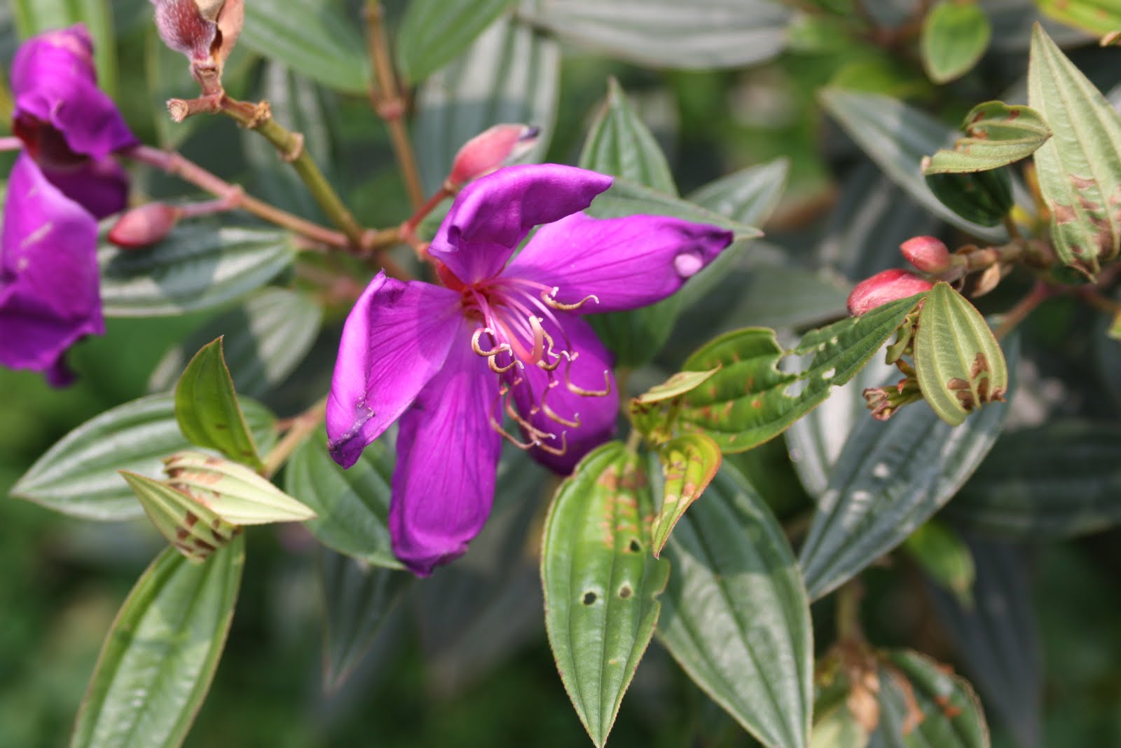 Gypsy Mom: Taiwan Flora and Fauna, Part 1