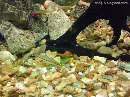 Thenmala Ecotourism - Matsyafed Aquarium | Shai blogs!