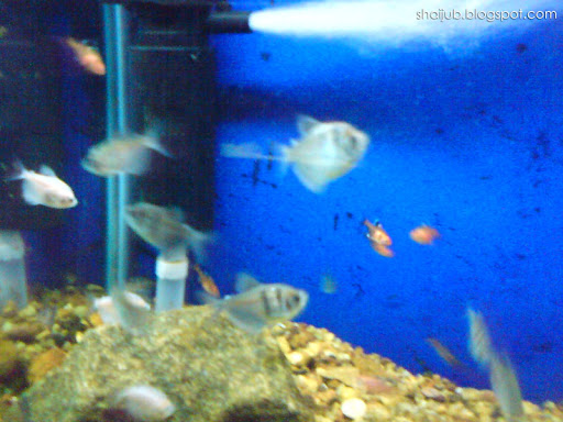 Thenmala Ecotourism - Matsyafed Aquarium | Shai blogs!