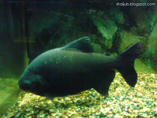 Thenmala Ecotourism - Matsyafed Aquarium | Shai blogs!