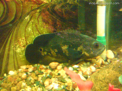 Thenmala Ecotourism - Matsyafed Aquarium | Shai blogs!