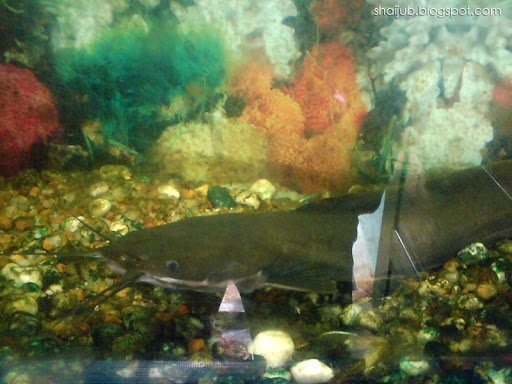 Thenmala Ecotourism - Matsyafed Aquarium | Shai blogs!
