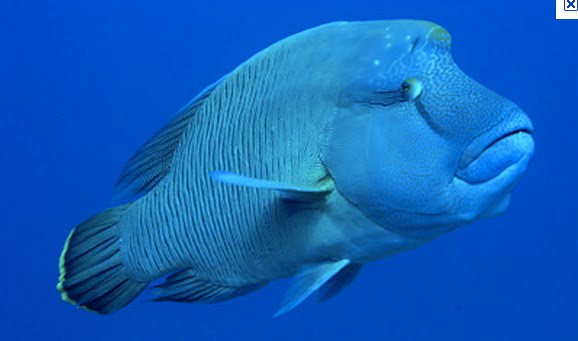 Reflections on A Journey to St Helena: The Napoleonfish