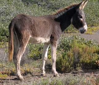 The Adventures of Ka'sala: Bahai Santa Maria