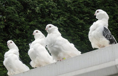 Chinese Owl Pigeon Pictures ~ ENCYCLOPEDIA OF PIGEON BREEDS