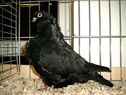 Chinese Owl Pigeon Pictures ~ ENCYCLOPEDIA OF PIGEON BREEDS