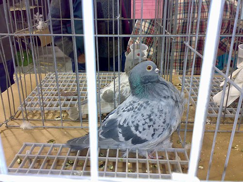 Chinese Owl Pigeon Pictures ~ ENCYCLOPEDIA OF PIGEON BREEDS