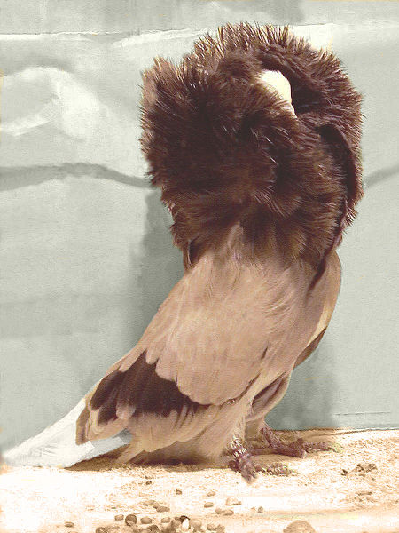 Jacobin Pigeon Pictures ~ ENCYCLOPEDIA OF PIGEON BREEDS