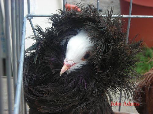 JUAL BURUNG MERPATI HIAS - pigeon breeds: JACOBIN PIGEON MERPATI HIAS