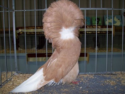 JUAL BURUNG MERPATI HIAS - pigeon breeds: JACOBIN PIGEON MERPATI HIAS