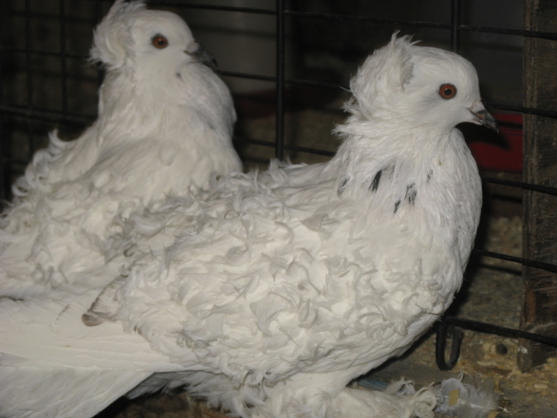 Frill Back Pigeon Pictures ~ ENCYCLOPEDIA OF PIGEON BREEDS