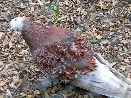 Frill Back Pigeon Pictures ~ ENCYCLOPEDIA OF PIGEON BREEDS