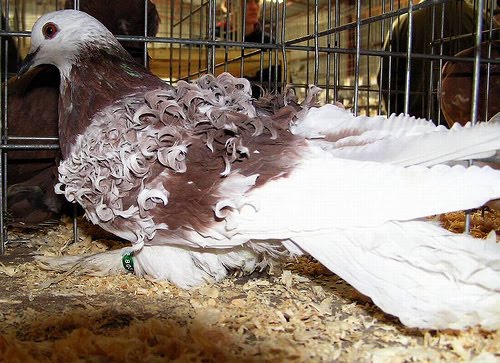 Frill Back Pigeon Pictures ~ ENCYCLOPEDIA OF PIGEON BREEDS